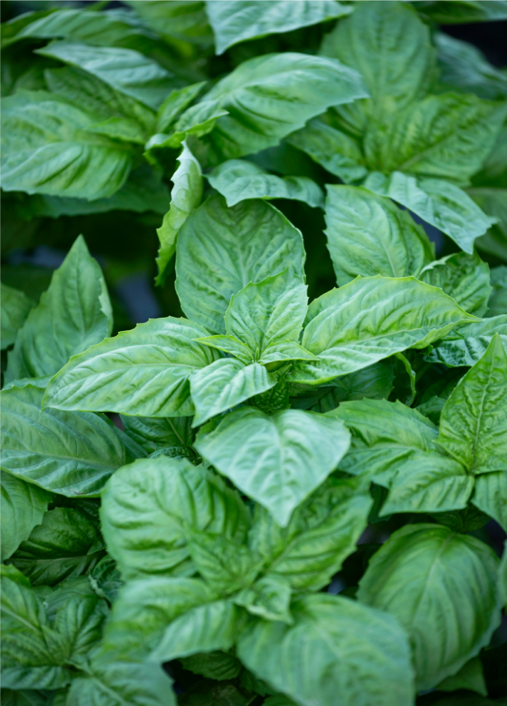 Fresh herbs – misterspecialties